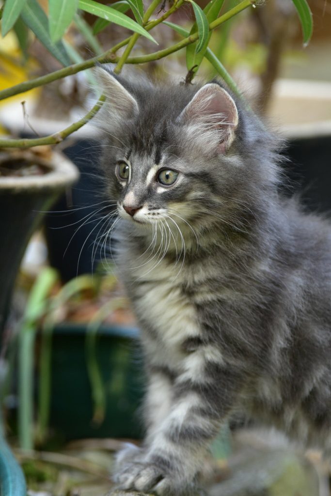 Populaire kattenrassen | Kattenveertjes - Vóór 13:00 besteld, morgen in ...